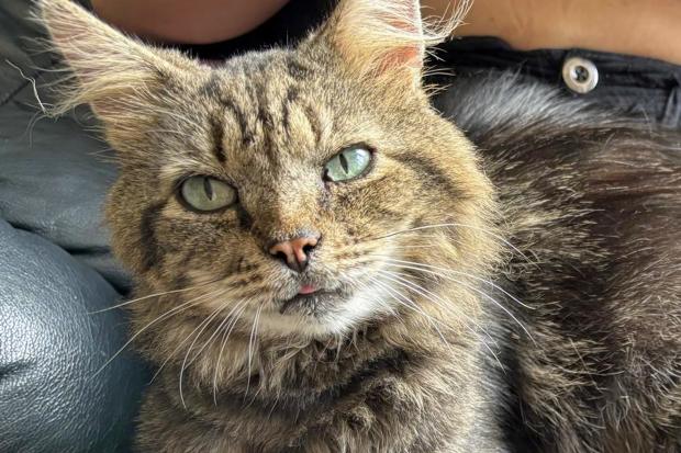 'Toothless' tabby cat which spent most of life on streets in need of home