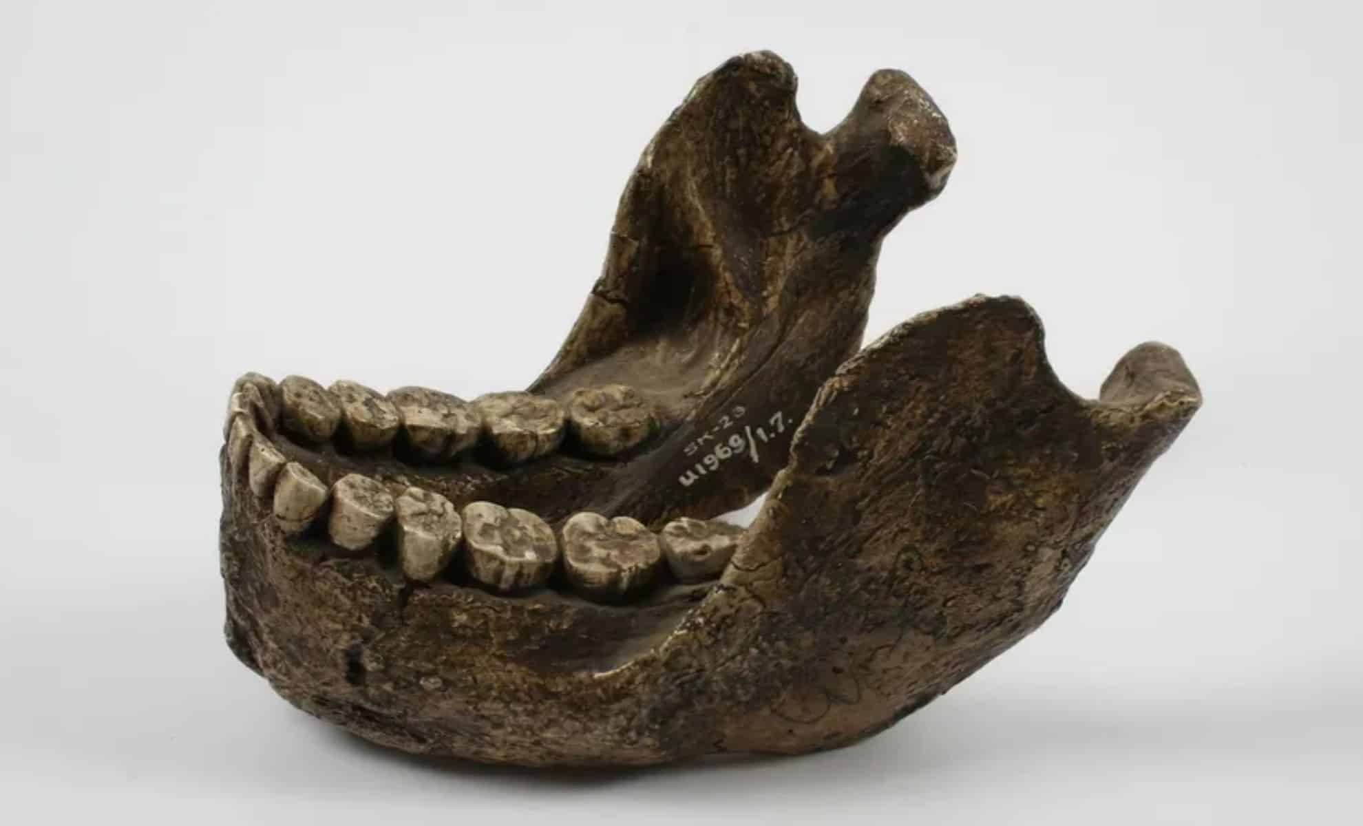 These 2.2 Million-Year-Old Teeth May Belong to a Completely Unknown ...