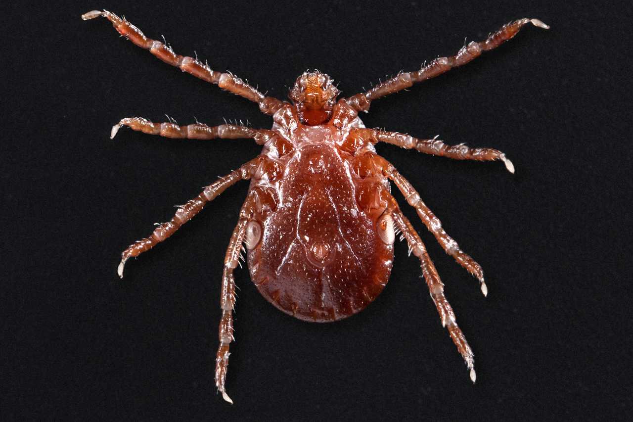 Tick Takeover: Popular CT Beach Shuts Down For 2025 As Invasive Insects ...