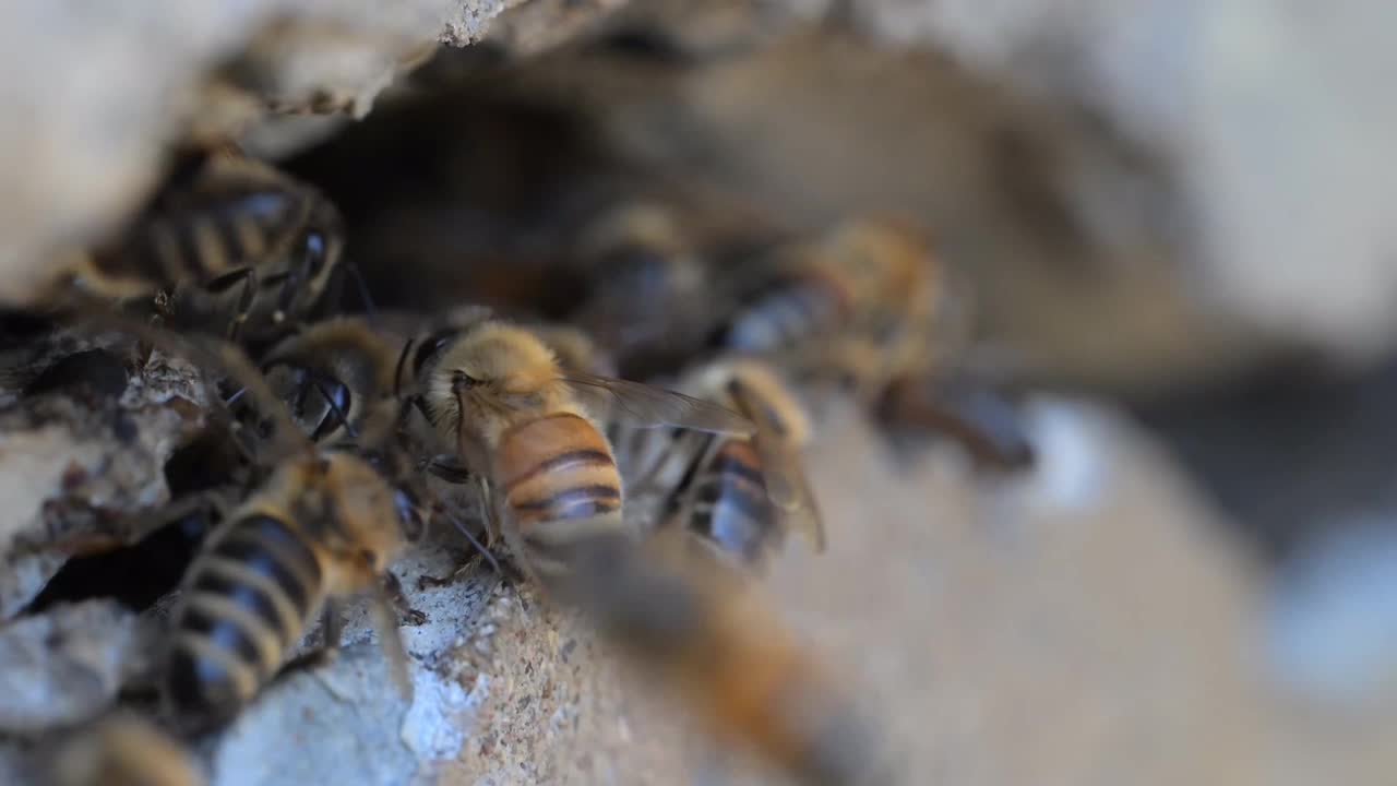 Feral Honey Bees In Oregon