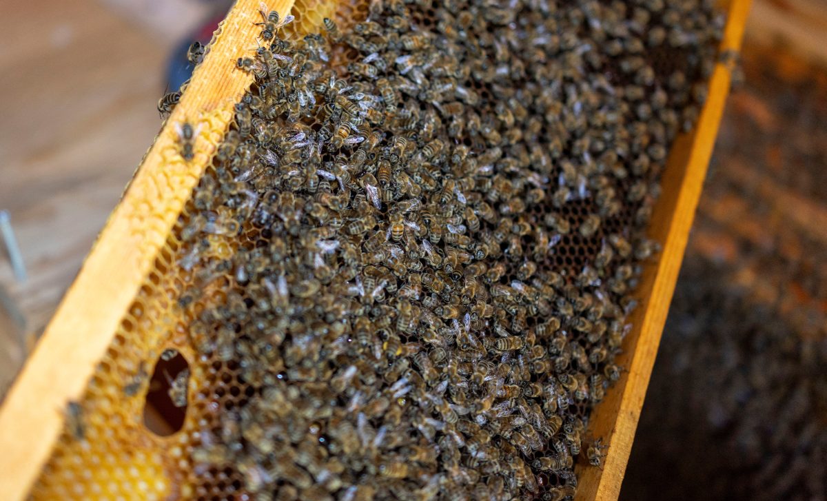 250 million bees on the loose after US truck crash