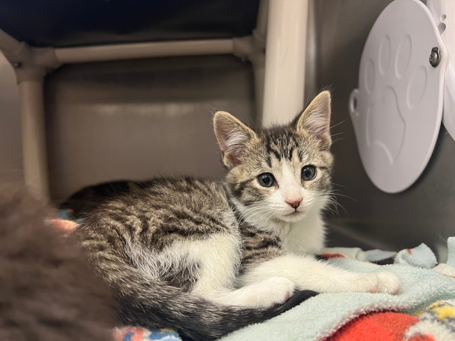 How Humane Fort Wayne is solving overpopulation of cats