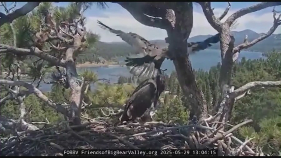 Live cam viewers catch special moment as Big Bear eaglet Sunny attempts ...