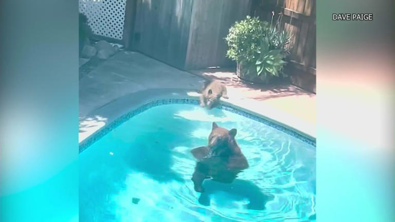 Mama and baby bear cool off in San Gabriel Valley family’s pool