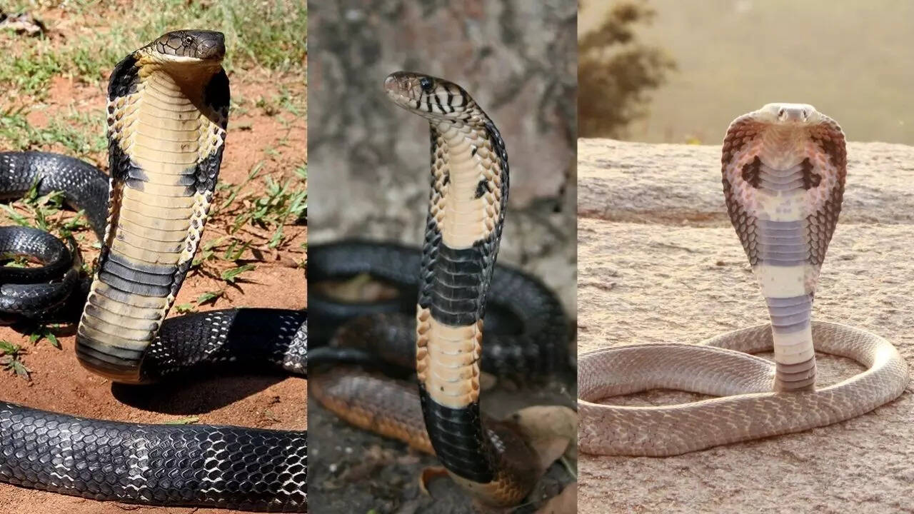 5 deadliest cobras with powerful venom that can kill within hours