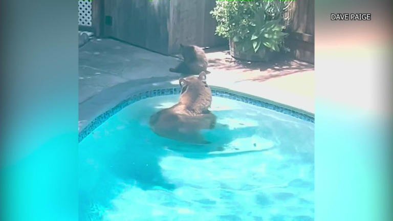 Mama and baby bear cool off in San Gabriel Valley family’s pool