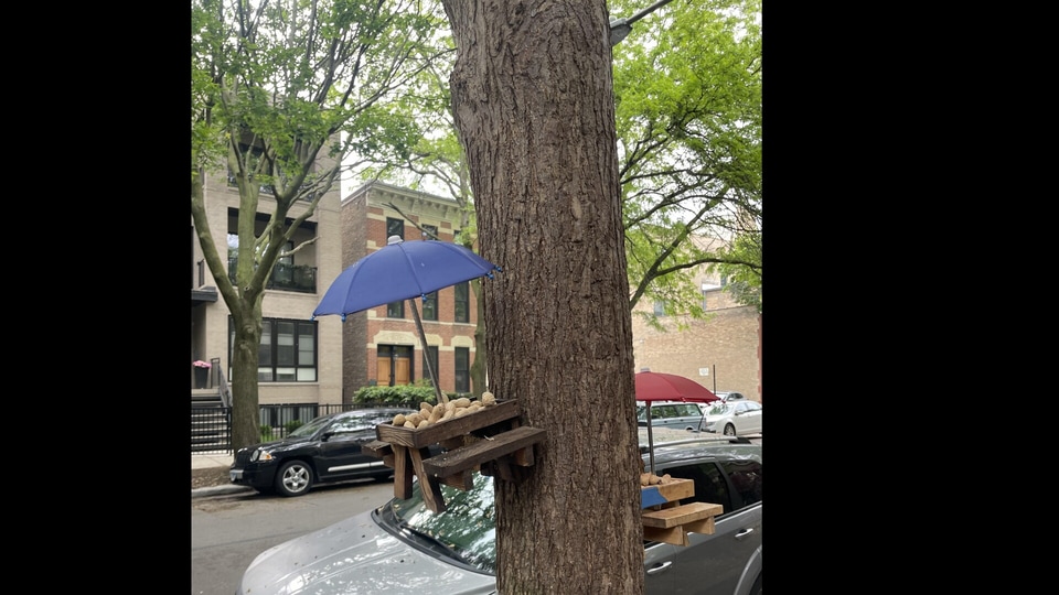 Optical Illusion with a squirrel has Internet stumped – Can you spot it?