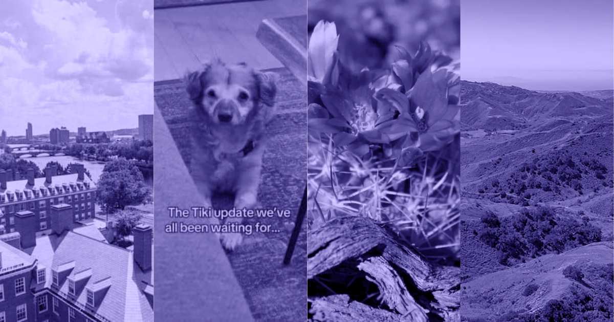 Good News This Week: May 31, 2025 - Penguins, Dogs, & Maps