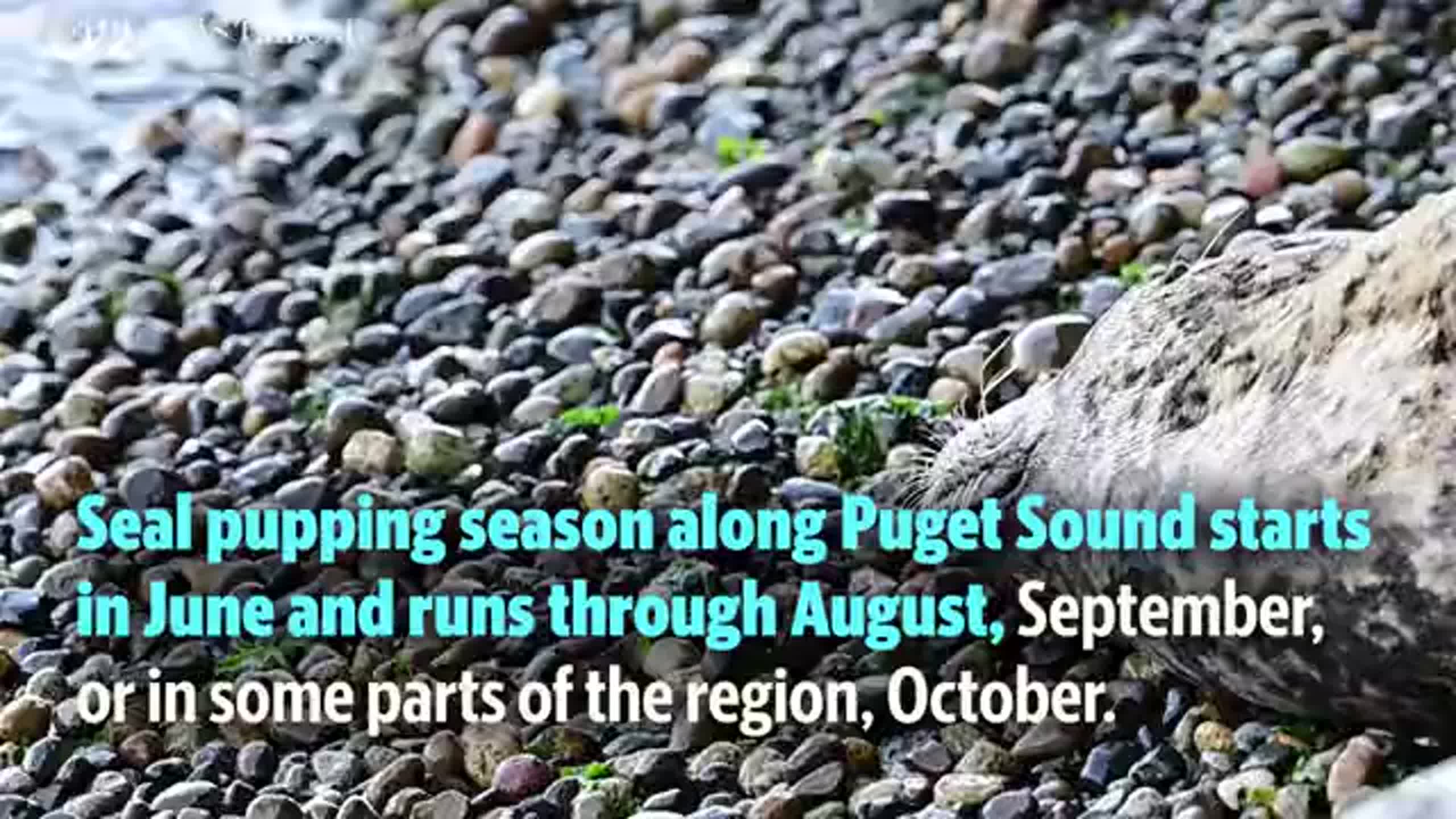 Local beach is popular with seals. Parks Tacoma starts program to ...