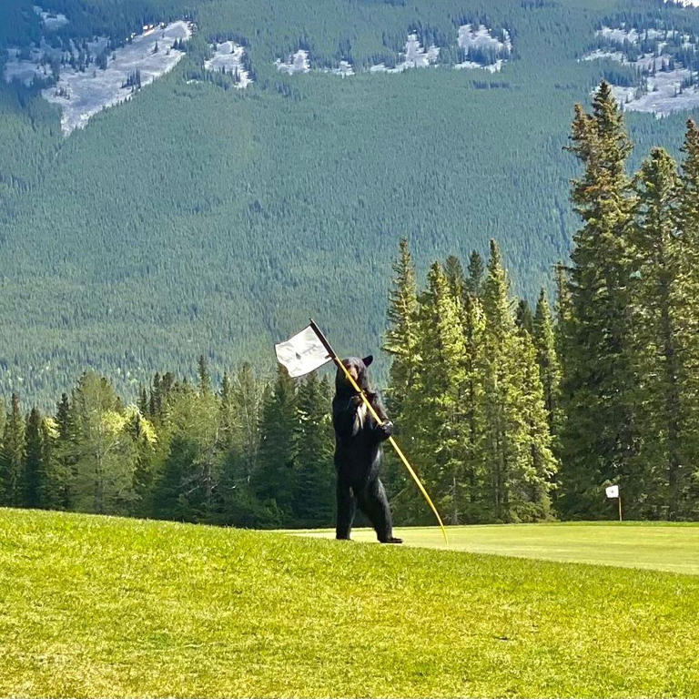 'Bear birdie': Golfers tee off with wildlife in Kananaskis