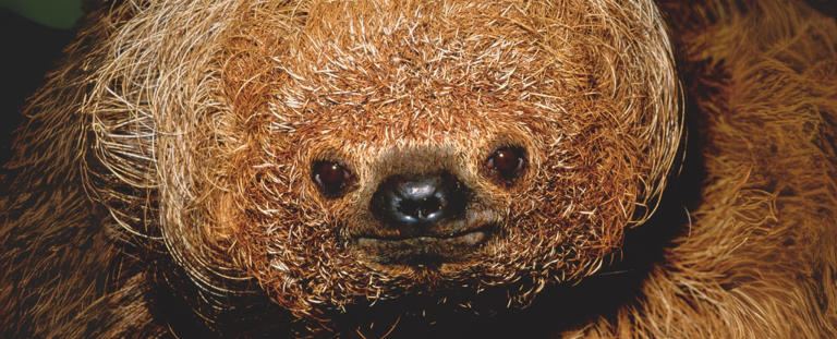 Sloths The Size of Elephants Roamed America, Before Abruptly Vanishing