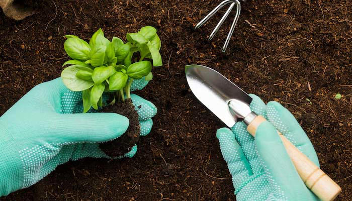 Gardening Guide 10 Easy Steps To Start Gardening At Home For Beginners