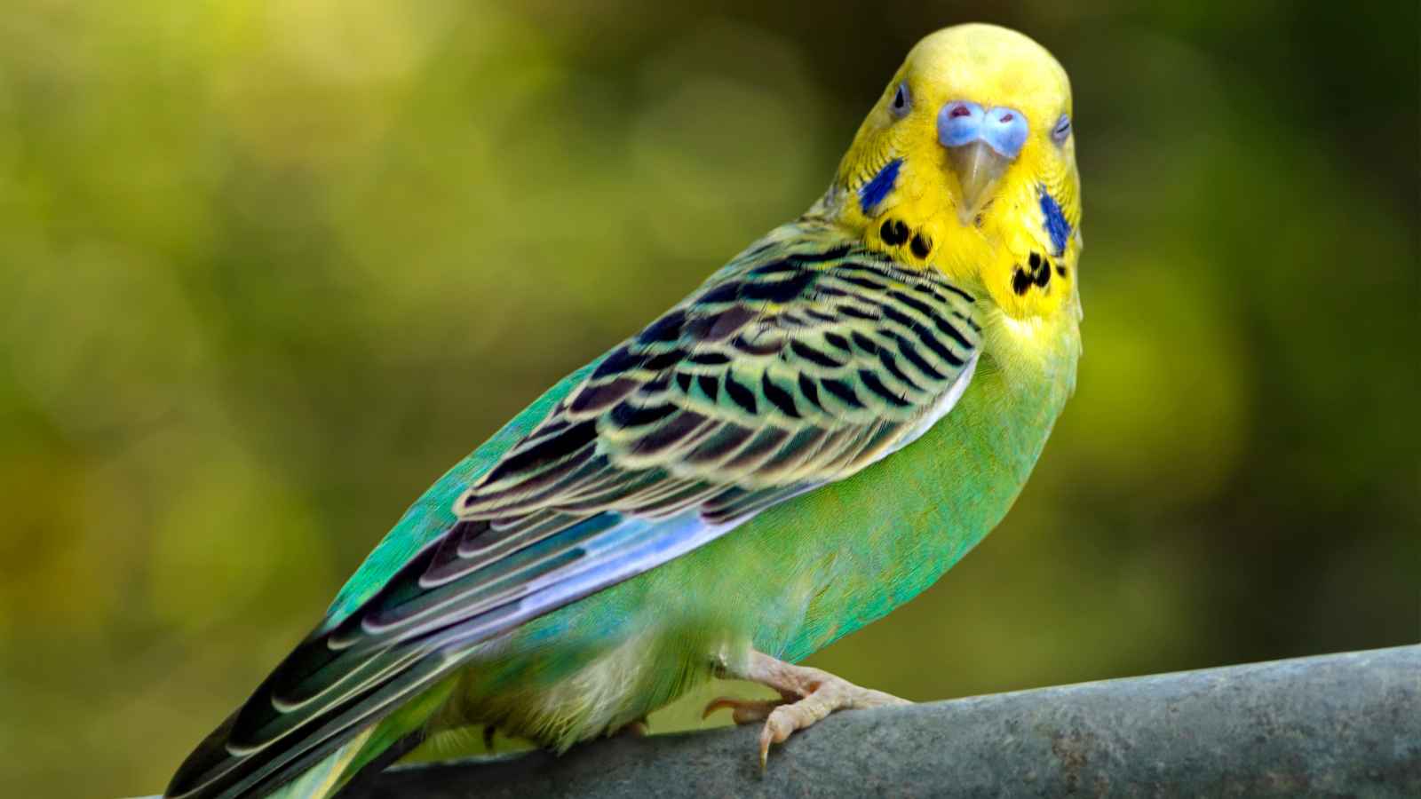 10 Things to Know About Parrots for World Parrot Day