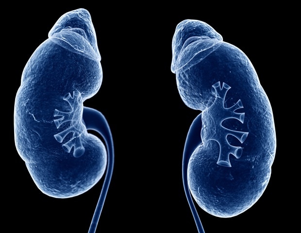 Stem cells and organoids offer a new understanding of APOL1 kidney disease