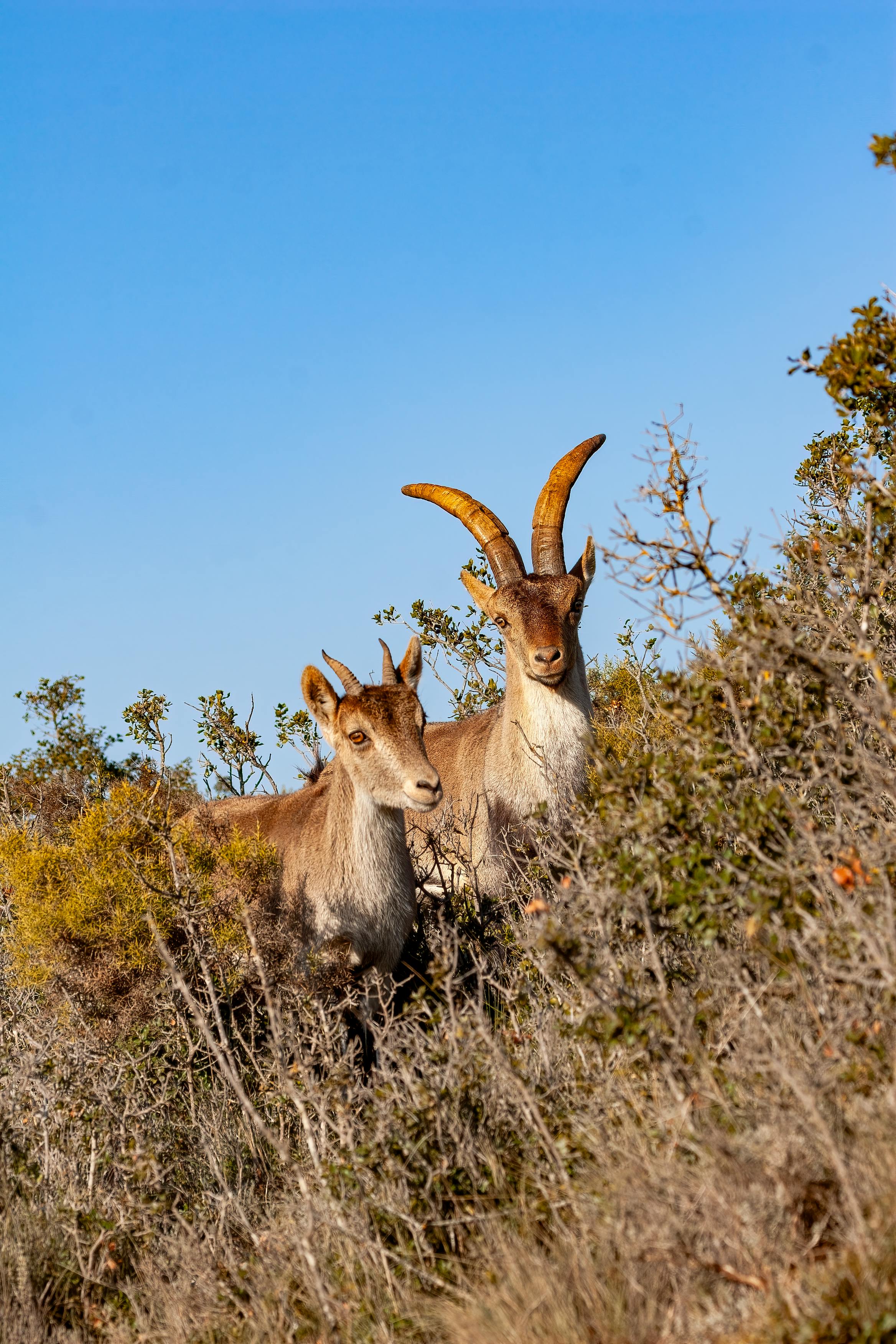 5 most elusive animals in the wild