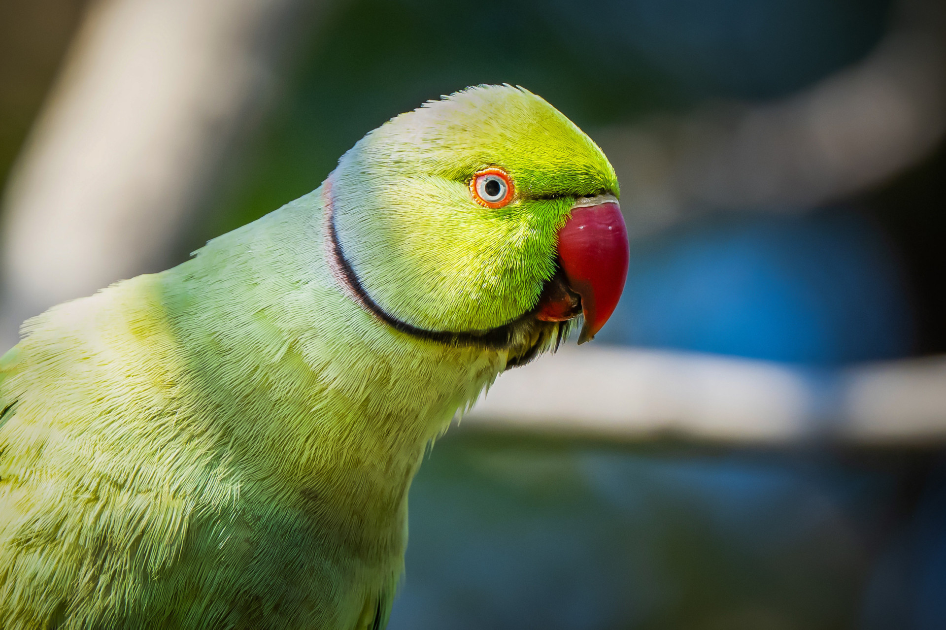 Inside the colorful world of parrots