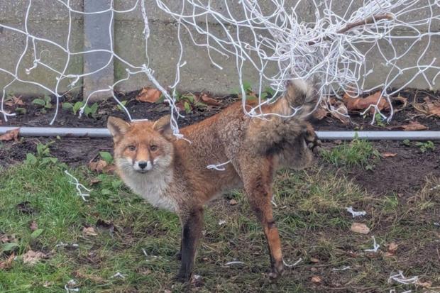 Cornwall named one of the worst regions for animals caught in nets