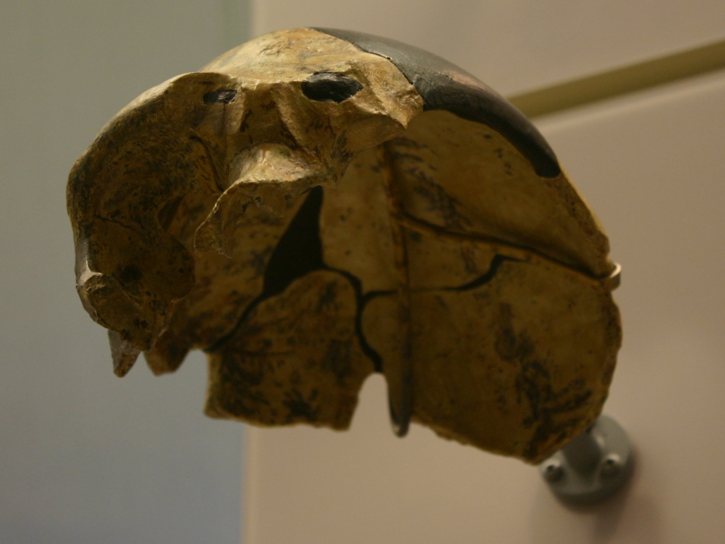 How A 300 000 Year Old Skull From China Is Rewriting The Story Of Human
