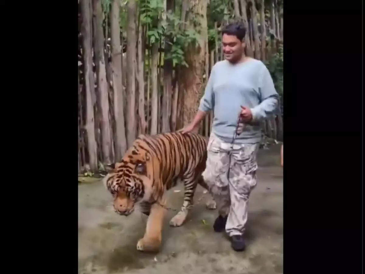 Tiger attacks man in Thailand during selfie attempt: Viral video sparks ...