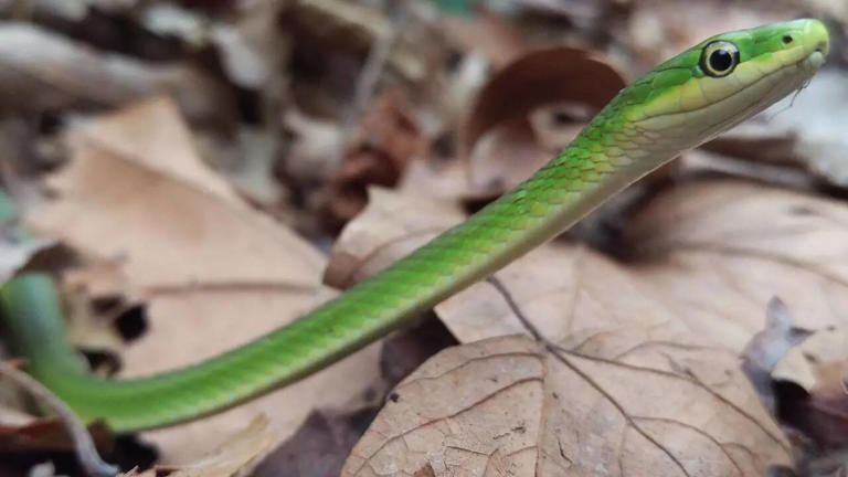 10 non-poisonous snakes that can terrify without a drop of venom