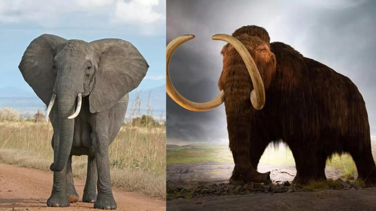 Mammoths vs. Elephants: A detailed comparison on the basis of ...