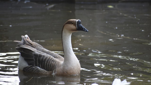 Officials make troubling discovery after pulling struggling goose from ...