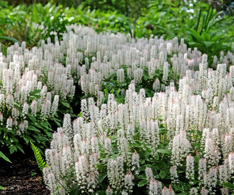 Best ground cover plants for wet soil – experts recommend these 5 ...