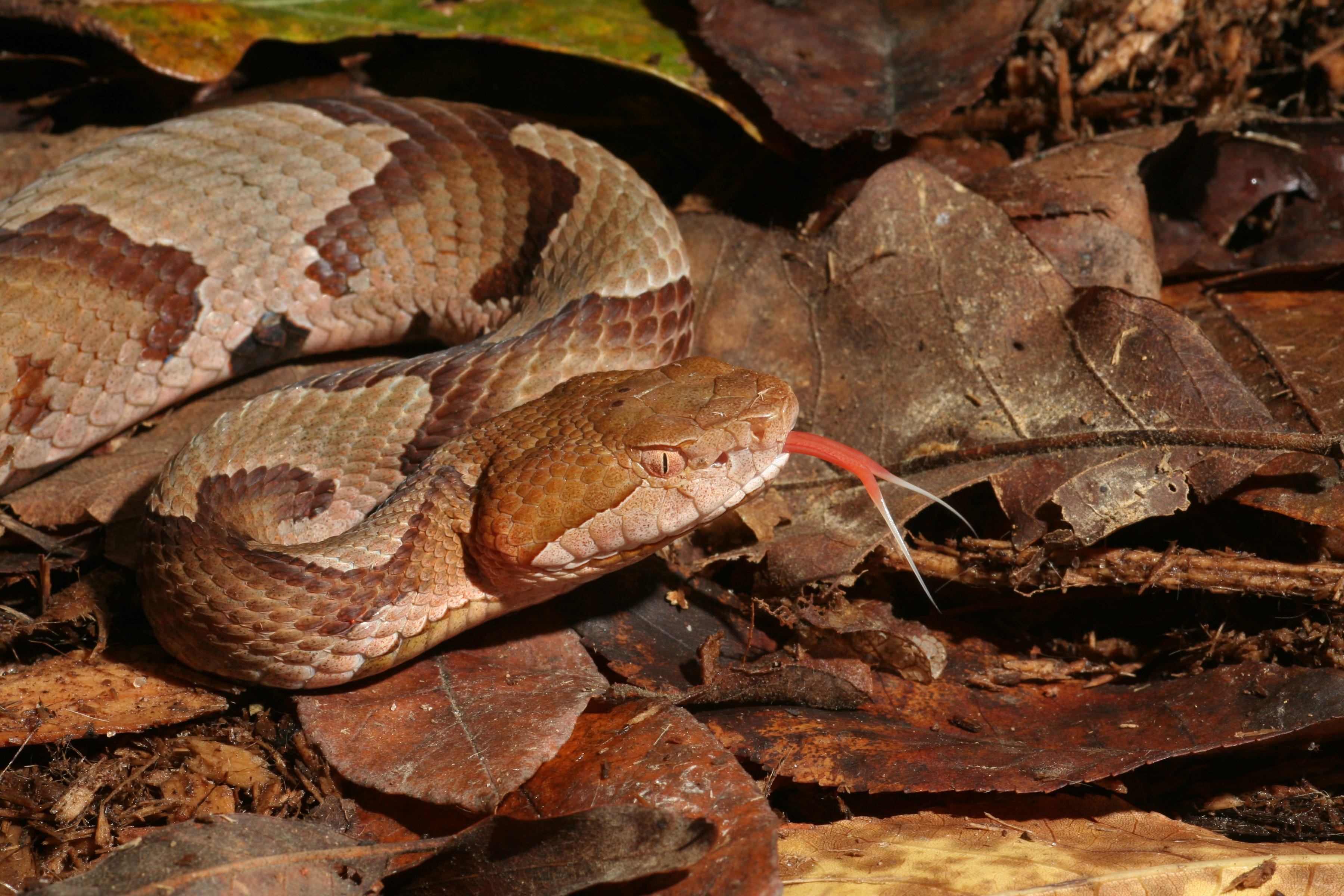 The six venomous snakes of Alabama. What kind and where they are found ...