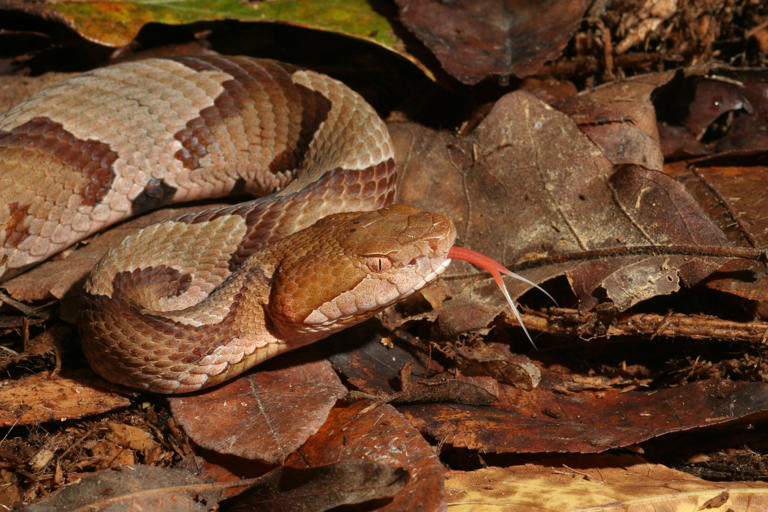 Copperhead snake sightings climb in summer: How to keep them out of ...