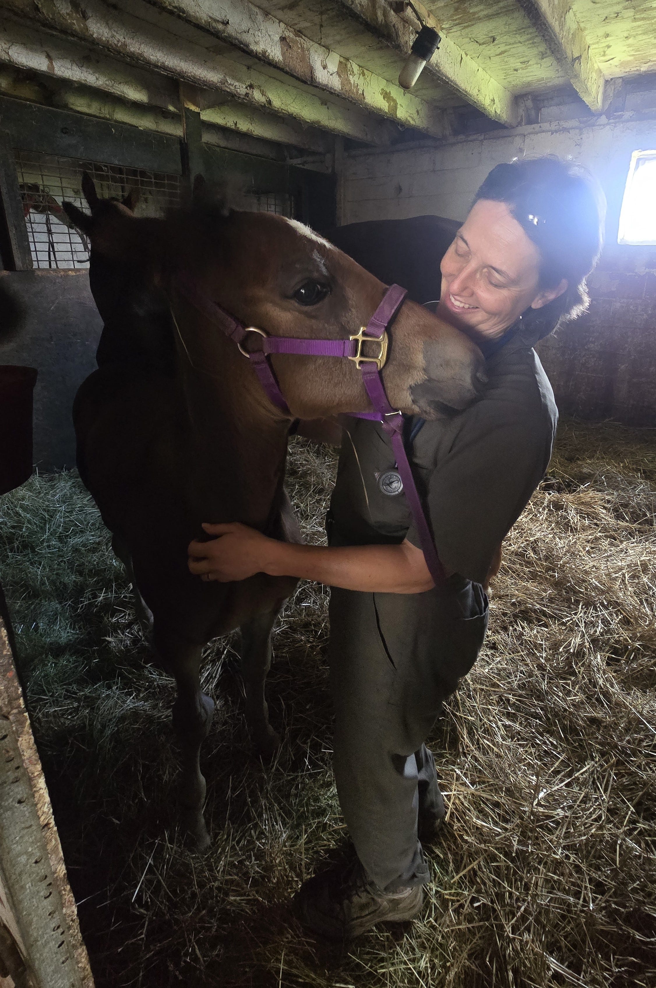 Cause discovered in mysterious horse deaths in Delaware