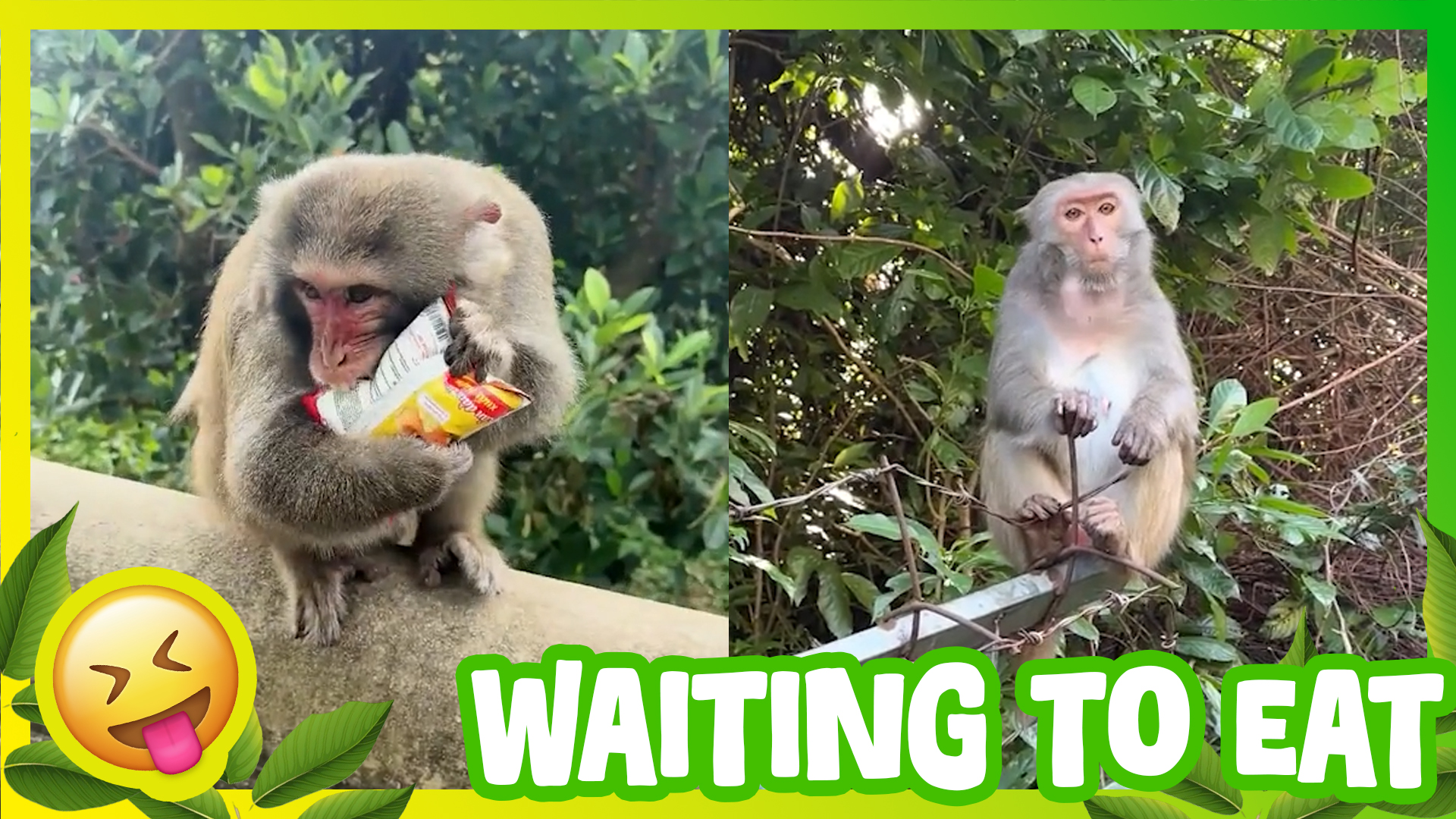 Monkey Waiting for Food 🐵🍌 | Funny and Adorable Hunger Moments