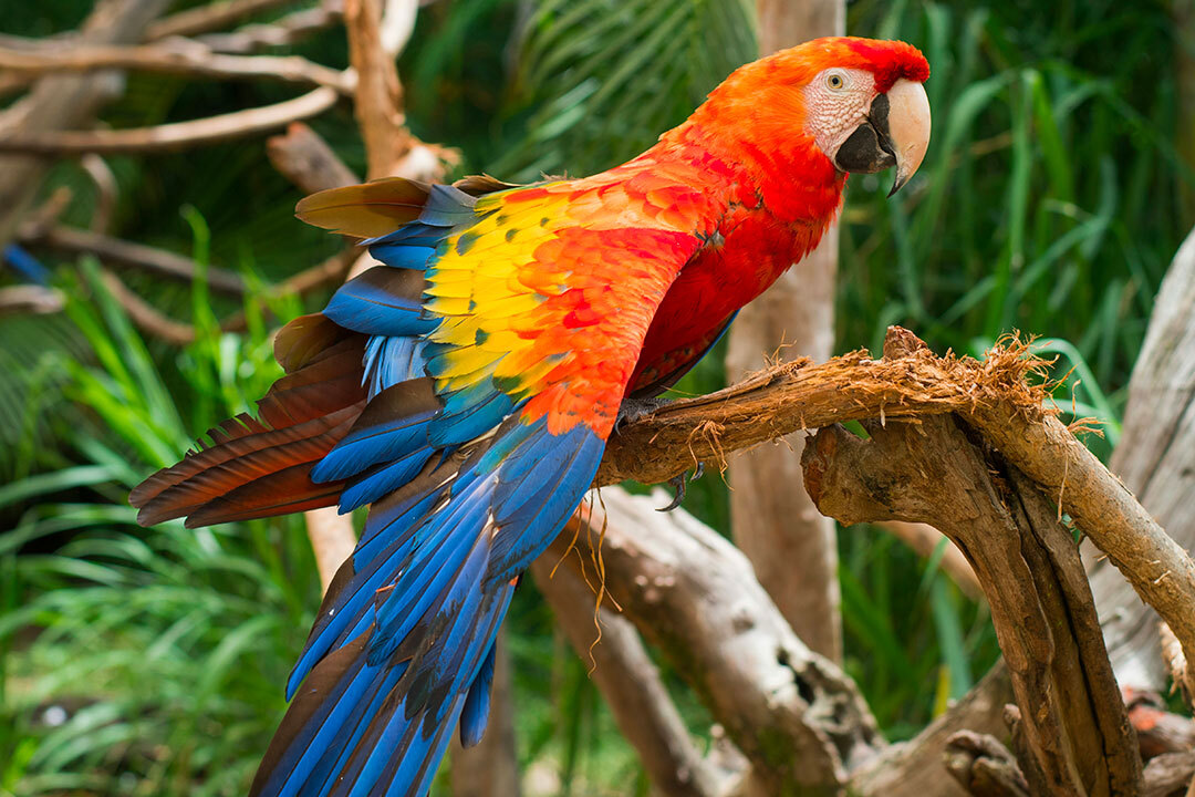 World Parrot Day: The smartest bird species, in pictures