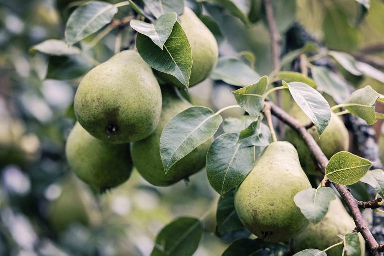 How To Manage Fire Blight On Your Pear Trees