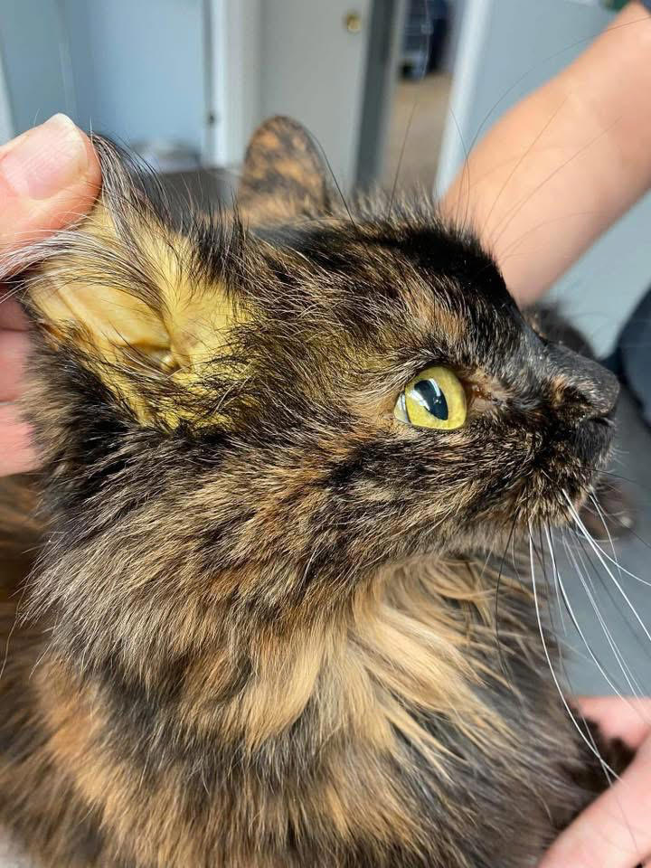 Williamson County veterinary clinic warns cat owners of deadly Bobcat Fever