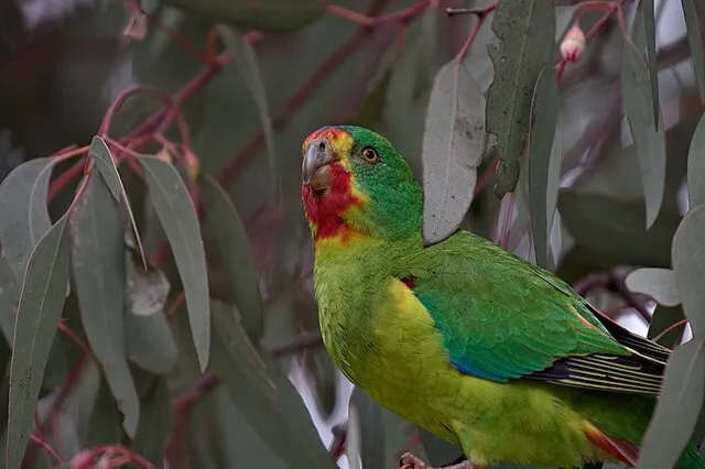 12 Amazing Parrot Species You’ve Probably Never Heard Of—Perfect for ...