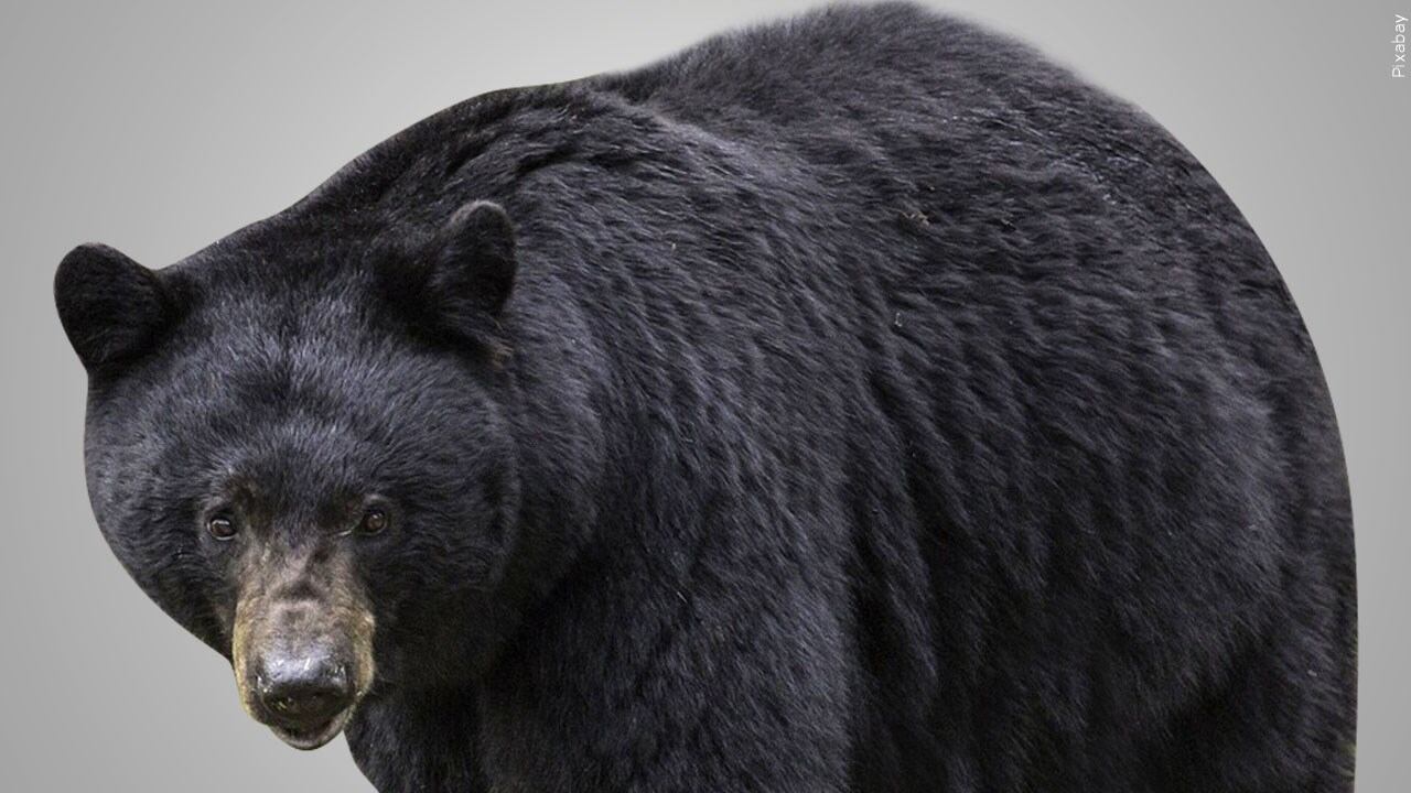 Bear euthanized after multiple home break-ins in Winchester