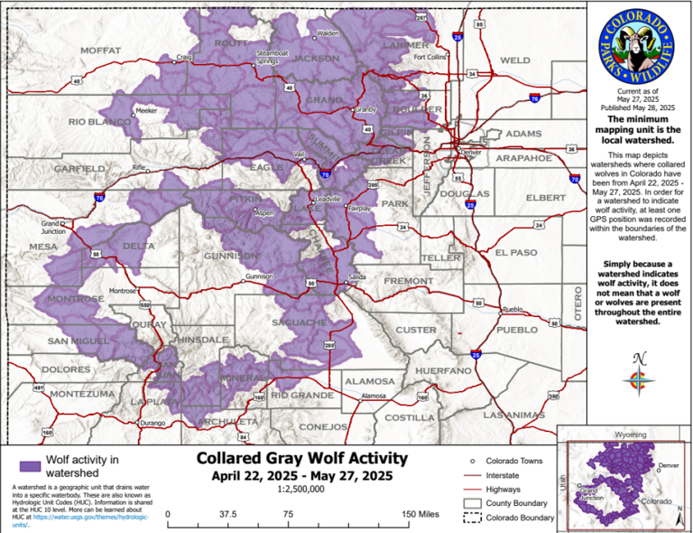 CPW lethally removes gray wolf in Pitkin County