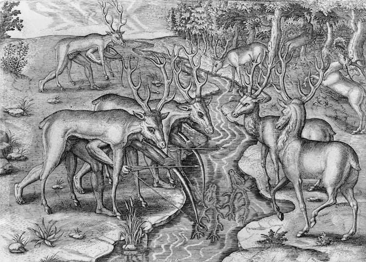 How did white-tailed deer come back from near-extinction?