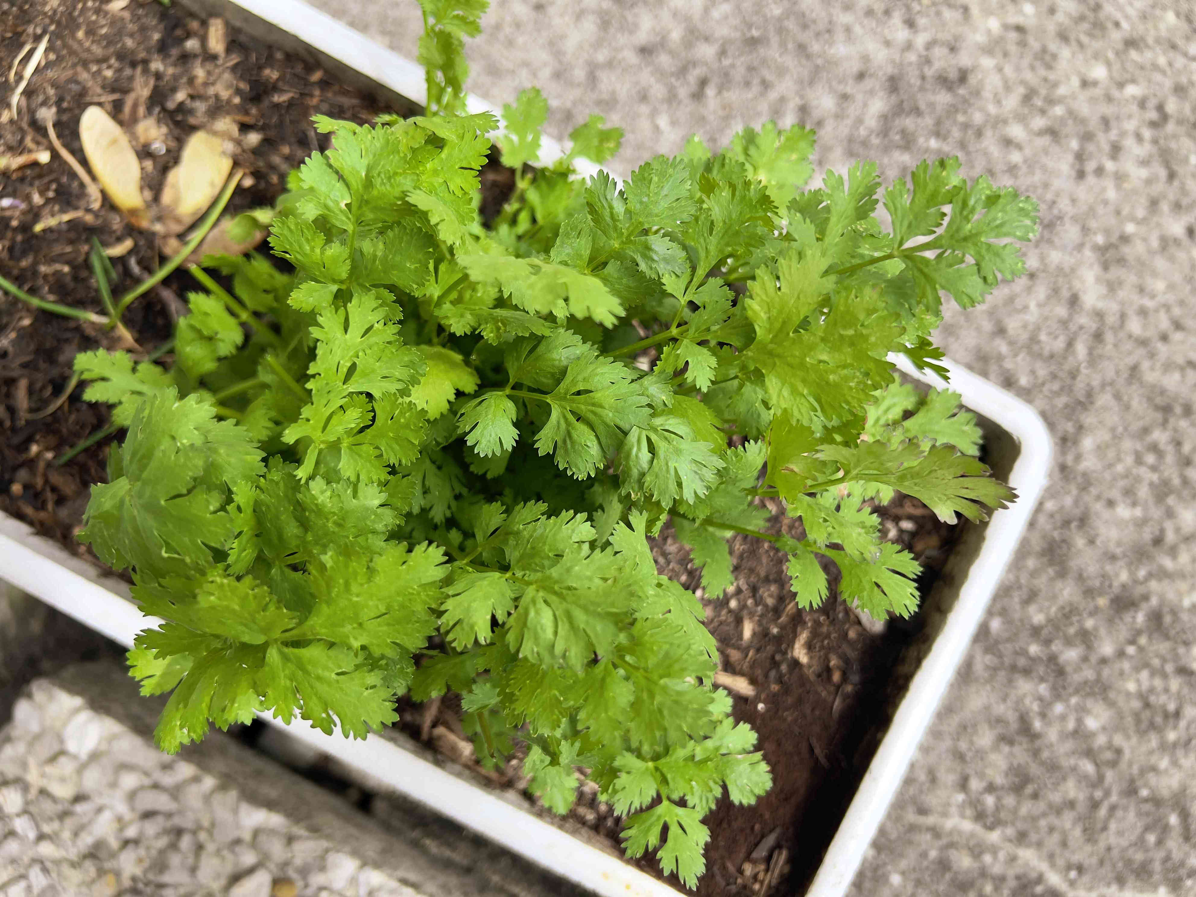 How to Prune Cilantro Like a Pro Gardener for Healthier Harvests All ...