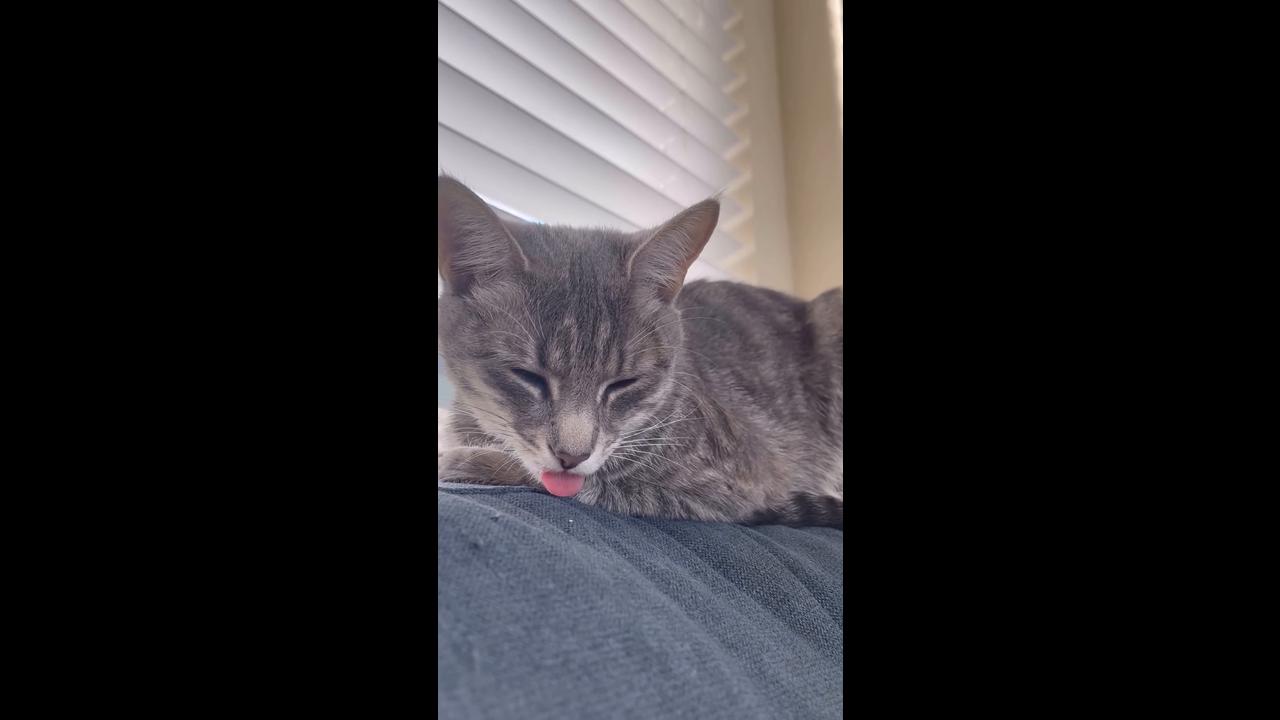 Cat Falls Asleep With Tongue Out