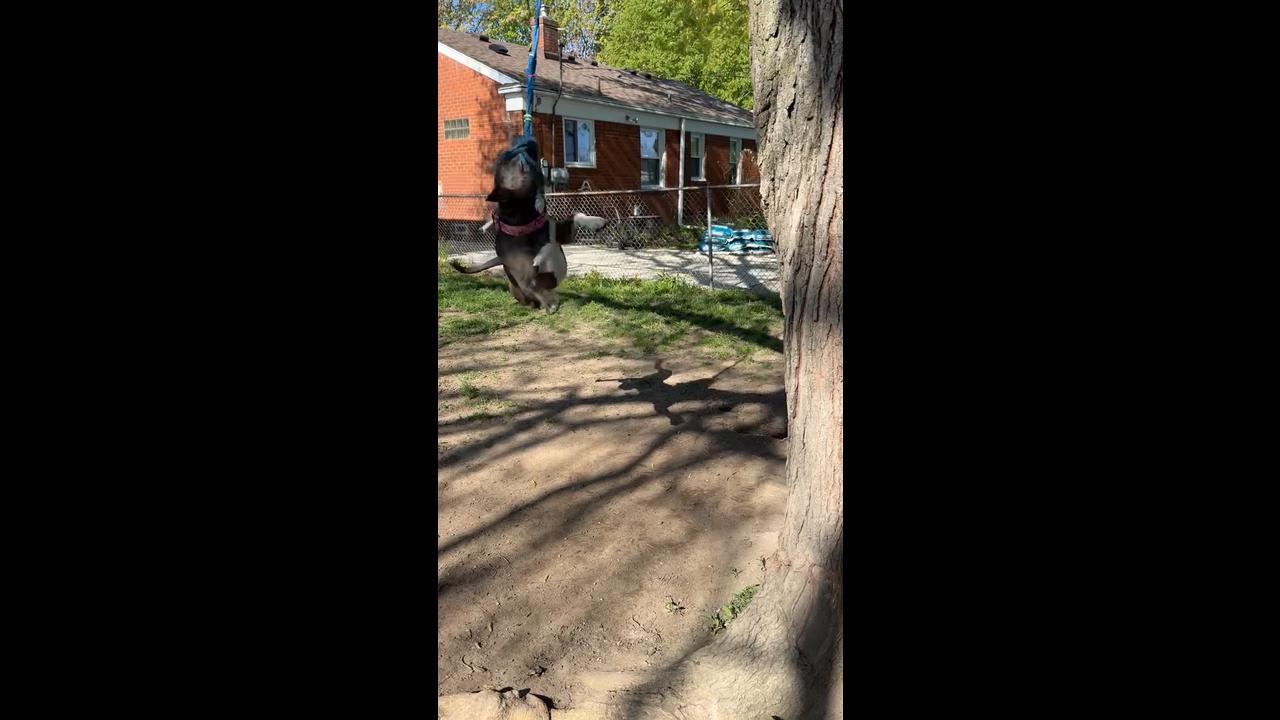 Crust the Rescue Dog Swinging Around