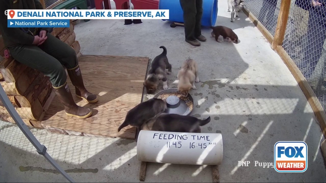 Puppy Cam at Denali National Park shows feasty Alaskan husky pups