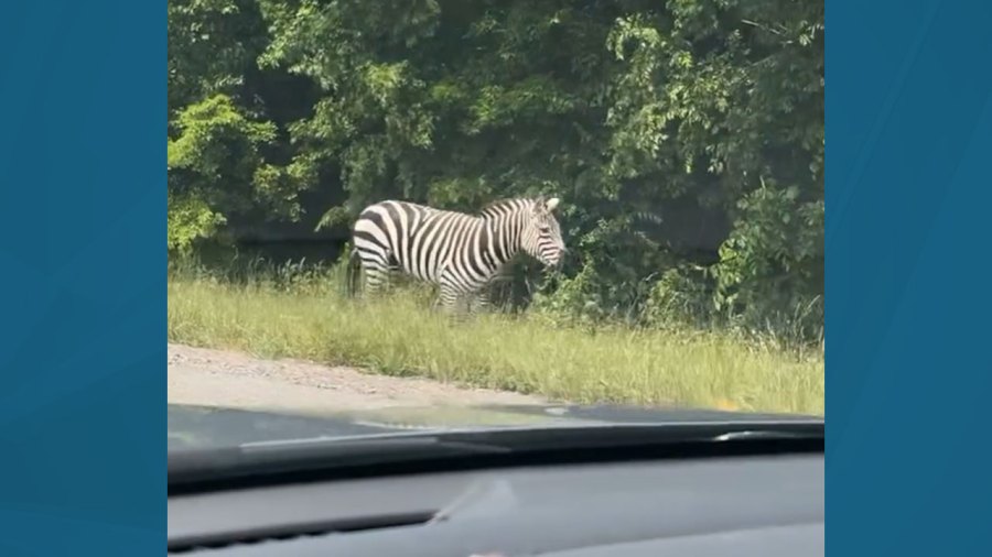 Pet zebra runs around Rutherford County, wreaks havoc on I-24