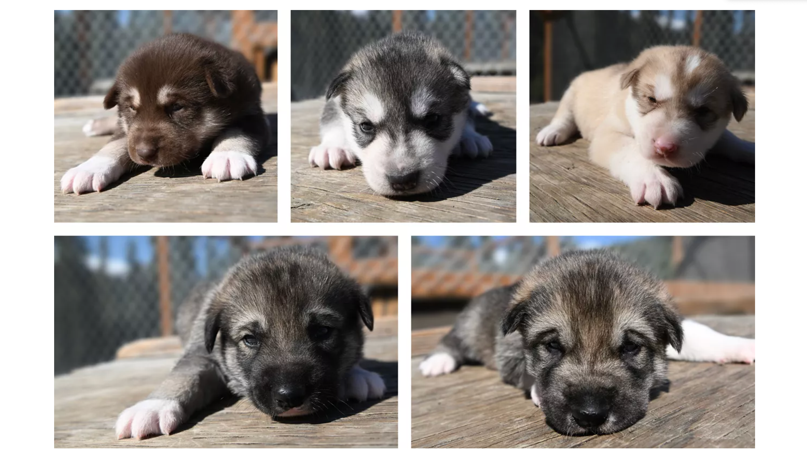Watch: Sled dog puppy cam at Denali National Park in Alaska goes live