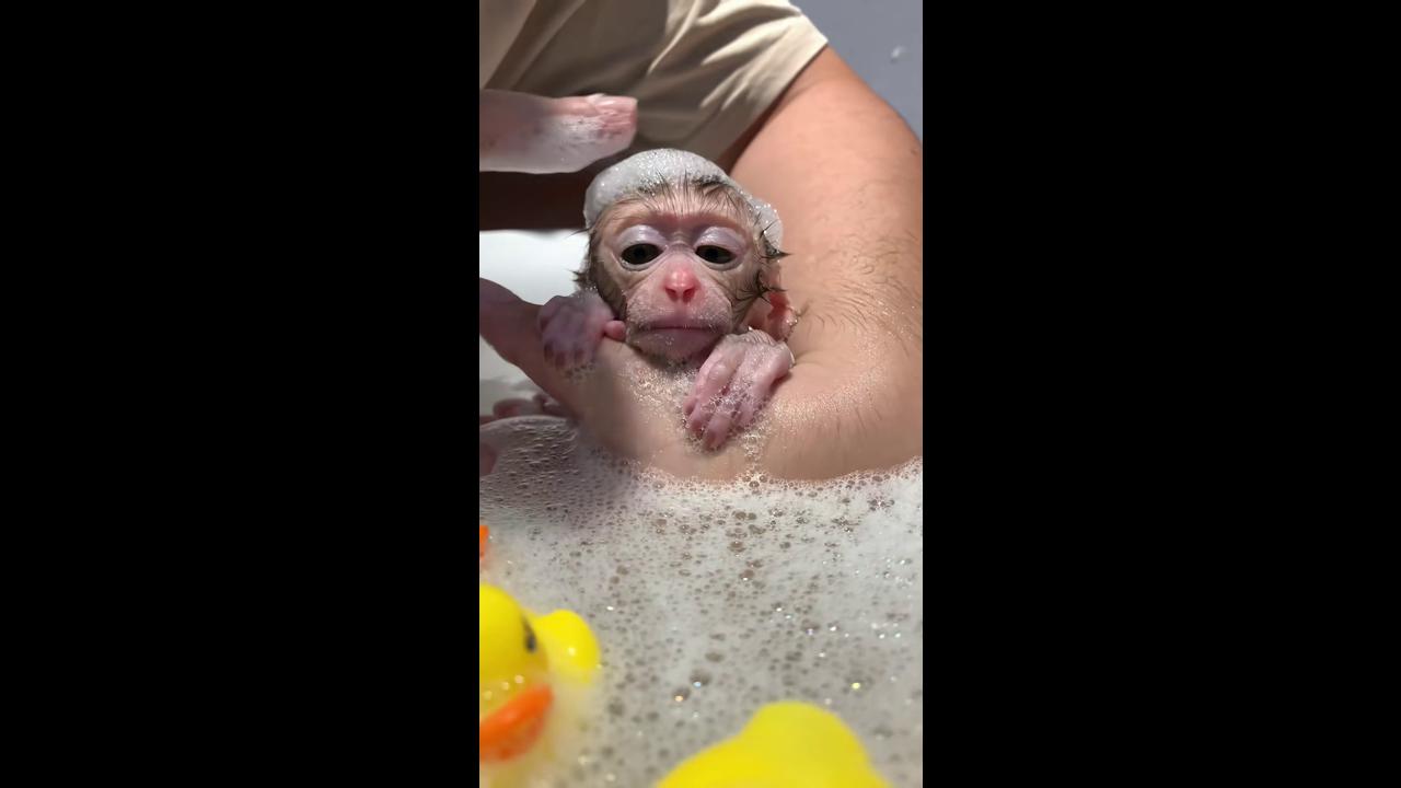 Baby Monkey Takes a Bath
