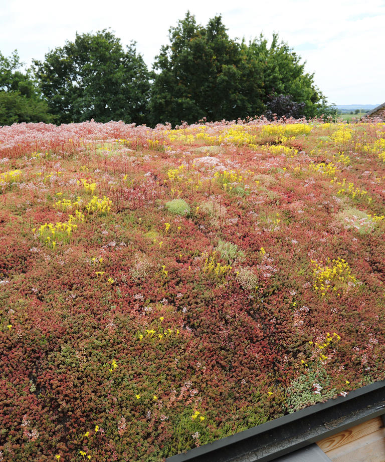 5 cold hardy plants for a green roof: Expert picks for a low-effort feature
