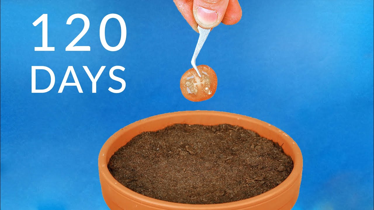 Planting Tomato Slice To Grow Tomatoes