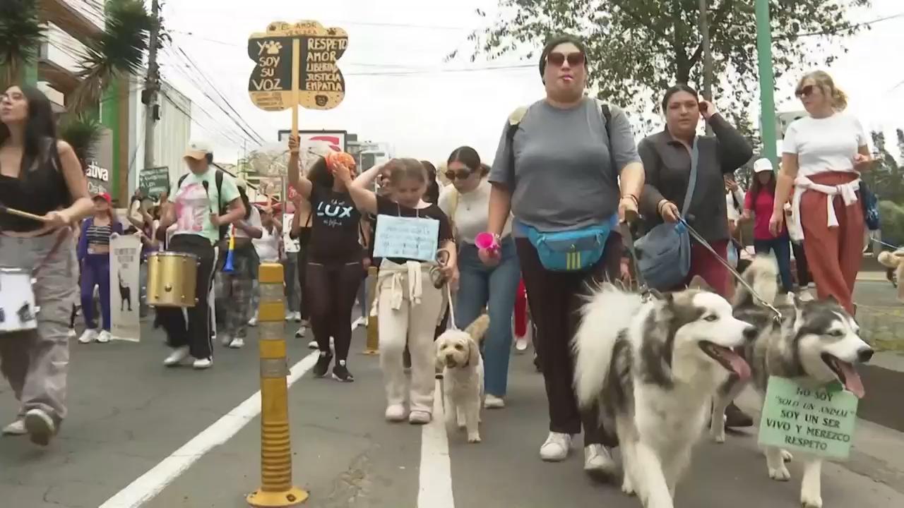 Animal rights groups mobilize across Ecuador to defend hard-won protections