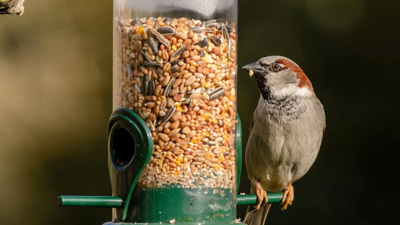 These 8 Common Bird Feeder Mistakes Could Be Killing Local Wild Birds