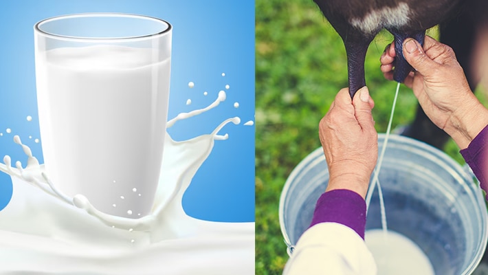 World Milk Day 2025: Not cow or buffalo; THIS animal's milk is the ...